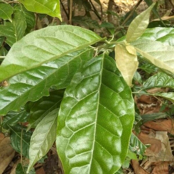 Elaeagnus Caudata Plant Care & How to Grow, Water