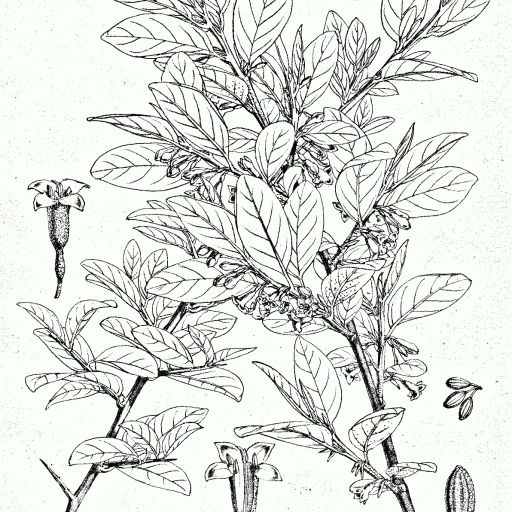 Oleaster (Elaeagnus Latifolia) Plant Care & How to Grow, Water