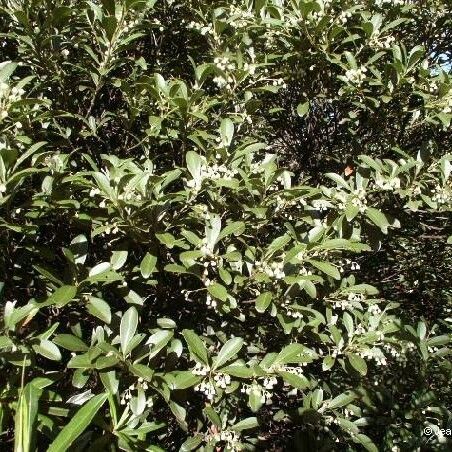 Elaeocarpus Alaternoides Care Guide: Water, Soil & Propagation - Plantiary