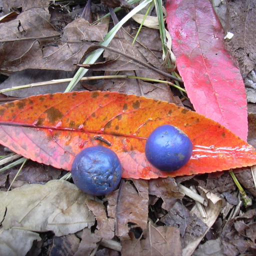 Blue Marble Tree (Elaeocarpus Angustifolius) Plant Care & How to Grow ...