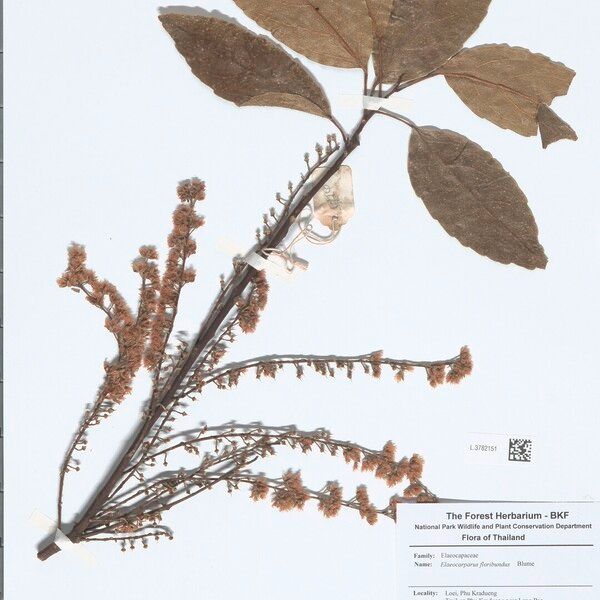 Indian Olive (Elaeocarpus Floribundus) Plant Care & How to Grow, Water