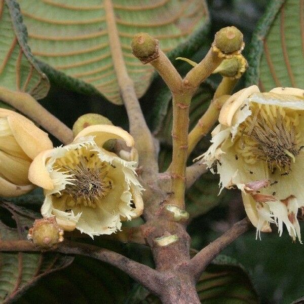 Elaeocarpus Geminiflorus Plant Care & How to Grow, Water