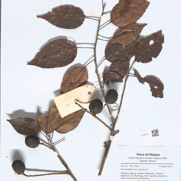 Elaeocarpus Nitidus Plant Care & How to Grow, Water