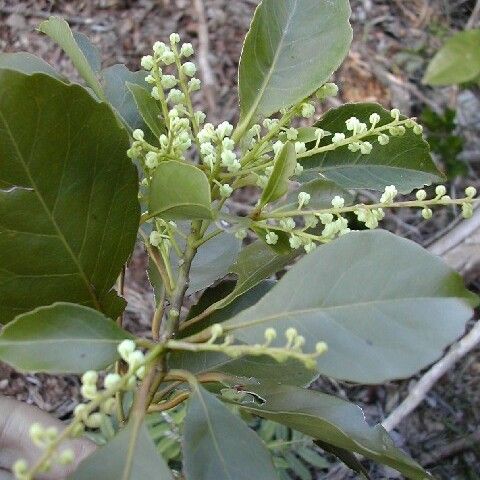 Elaeocarpus Seringii Plant Care & How to Grow, Water