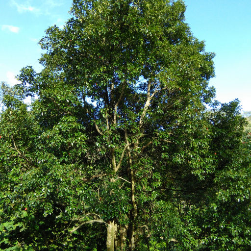 Ceylon-Olive (Elaeocarpus Serratus) Plant Care & How to Grow, Water