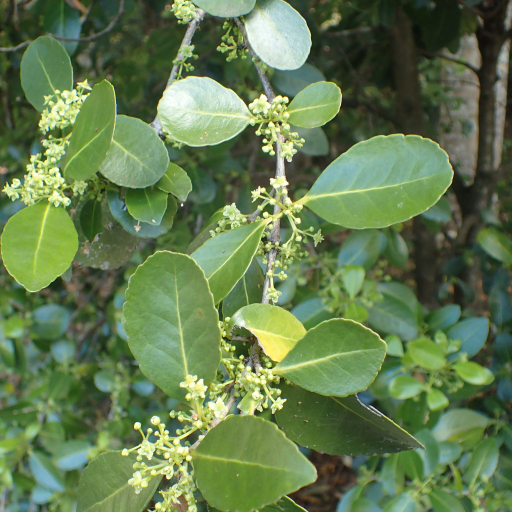 Red-Fruited Olive Plum (Elaeodendron Australe) Care Guide: Water, Soil ...