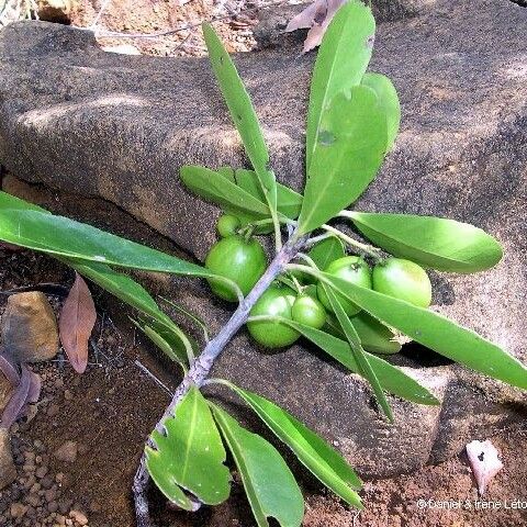 Elaeodendron Cunninghamii Care Guide: Water, Soil & Propagation - Plantiary