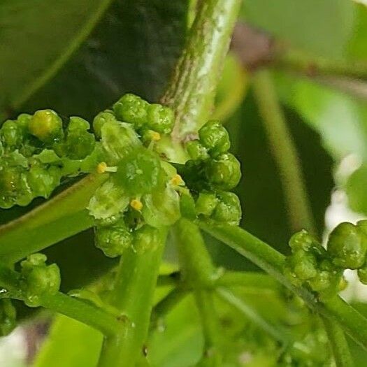 Elaeodendron Curtipendulum Care Guide: Water, Soil & Propagation ...