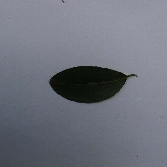 False Olive (Elaeodendron Orientale) Care Guide: Water, Soil ...