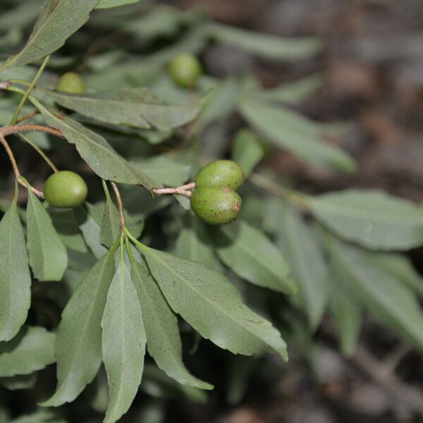 Wild Calabash (Elaeodendron Xylocarpum) Plant Care & How to Grow, Water