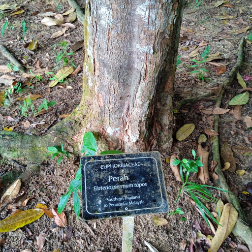 Buah Perah (బహు పరాగ్) (Elateriospermum Tapos) Plant Care & How to Grow ...