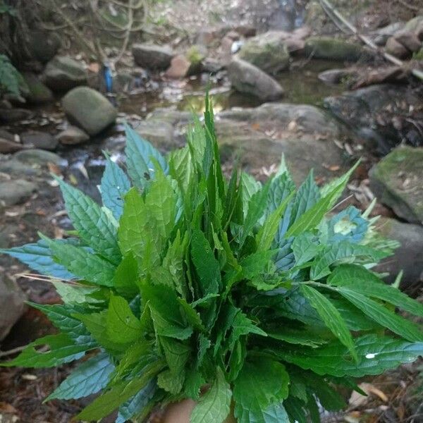 Large Lineolate Elatostema (Elatostema Lineolatum) Plant Care & How to ...