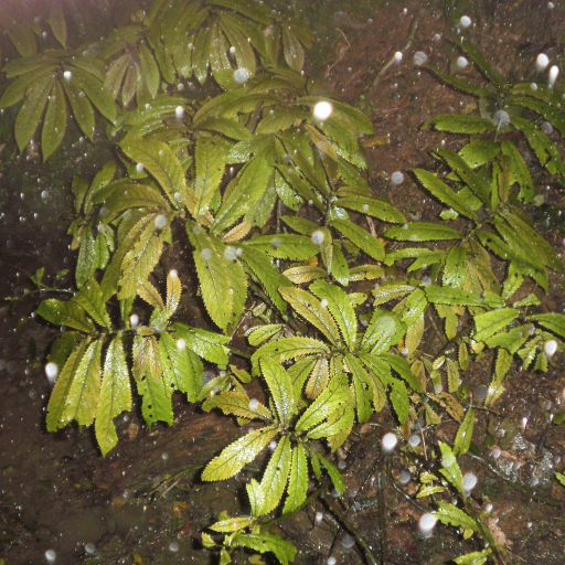 Parataniwha (Elatostema Rugosum) Plant Care & How to Grow, Water