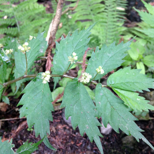 Umbrella Elatostema (Elatostema Umbellatum) Plant Care & How to Grow, Water