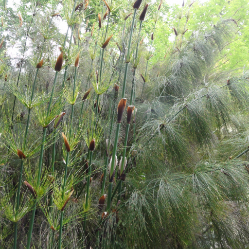 Broom Reed (Elegia Capensis) Plant Care & How to Grow, Water