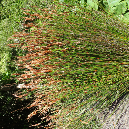 Elegia Equisetacea Plant Care & How to Grow, Water