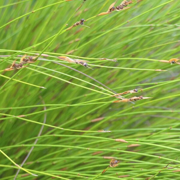 Rush Goldreed (Elegia Juncea) Plant Care & How to Grow, Water