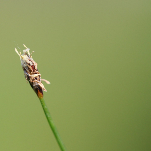 Needle Spikerush (Eleocharis Acicularis) Plant Care & How to Grow, Water
