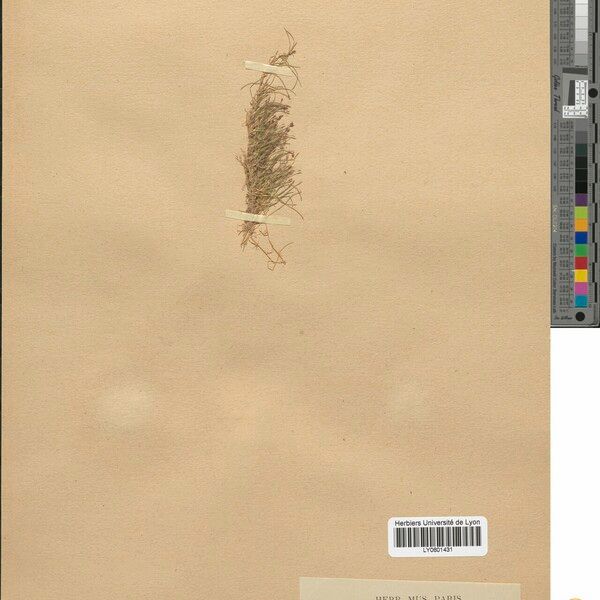 Eleocharis Capillacea Plant Care & How to Grow, Water