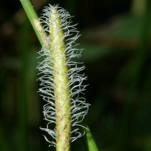 Knotted Spikerush (Eleocharis Interstincta) Plant Care & How to Grow, Water