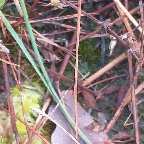 Many-stalked Spike-rush (Eleocharis Multicaulis) Plant Care & How to ...