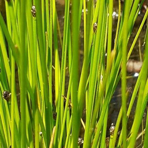 Ovate Spikerush (Eleocharis Ovata) Plant Care & How to Grow, Water