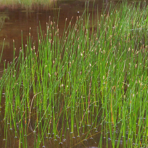 Common Spikerush (Eleocharis Palustris) Plant Care & How to Grow, Water