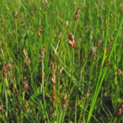 Few-Flower Spike-Rush (Eleocharis Quinqueflora) Plant Care & How to ...