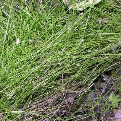 Coastal-Plain Spike-Rush (Eleocharis Retroflexa) Plant Care & How to ...
