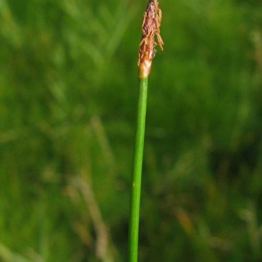 Onescale Spikerush (Eleocharis Uniglumis) Plant Care & How to Grow, Water