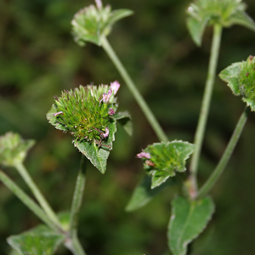 Elephant's-Foot (Elephantopus Scaber) Plant Care & How to Grow, Water