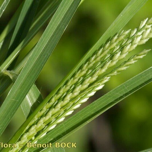 Eleusine Africana Plant Care & How to Grow, Water