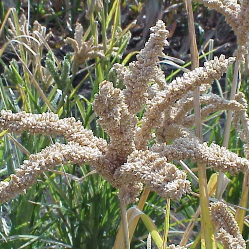 African Finger Millet (Eleusine Coracana) Plant Care & How to Grow, Water