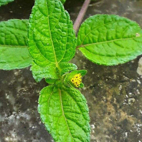 Mexican Fireweed (Eleutheranthera Ruderalis) Plant Care & How to Grow ...