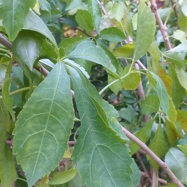 Eleutherococcus Simonii Care Guide: Water, Soil & Propagation - Plantiary