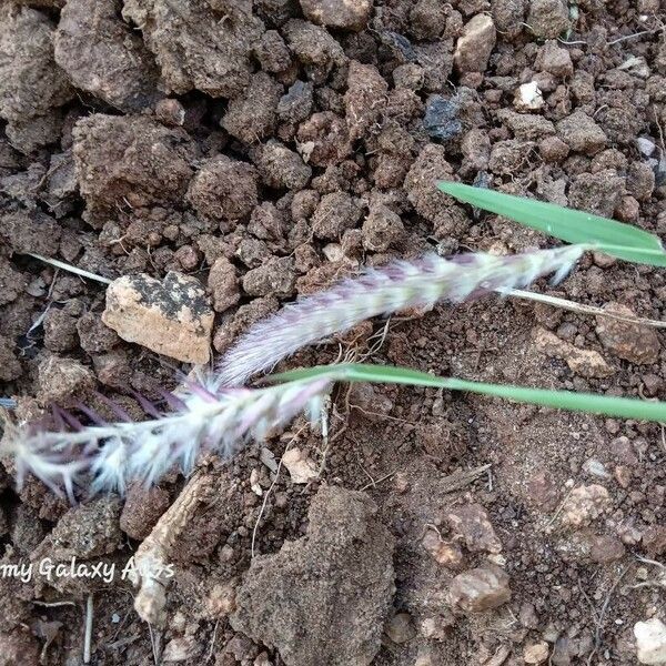 Elionurus Royleanus Care Guide: Water, Soil & Propagation - Plantiary