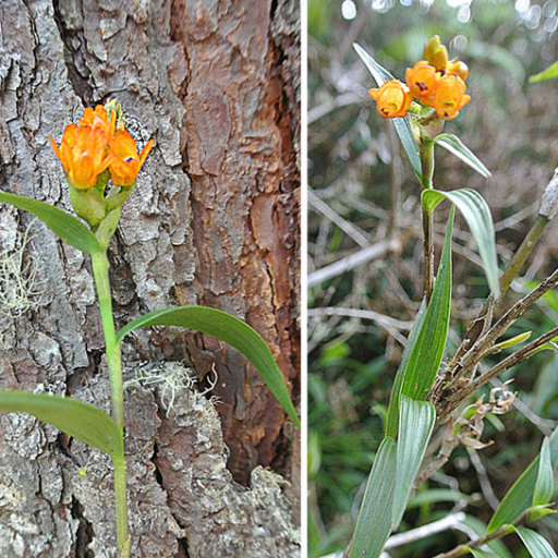 Orange Elleanthus (Elleanthus Aurantiacus) Care Guide: Water, Soil ...