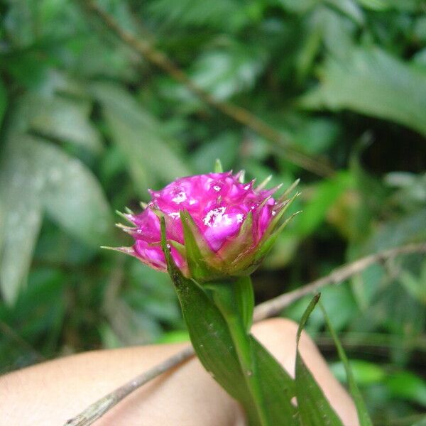 Elleanthus Brasiliensis Care Guide: Water, Soil & Propagation - Plantiary