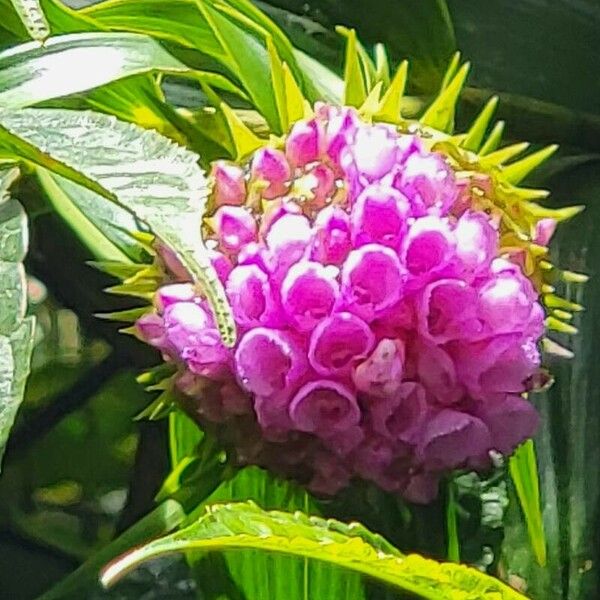 Capitate Elleanthus (Elleanthus Capitatus) Plant Care & How to Grow, Water