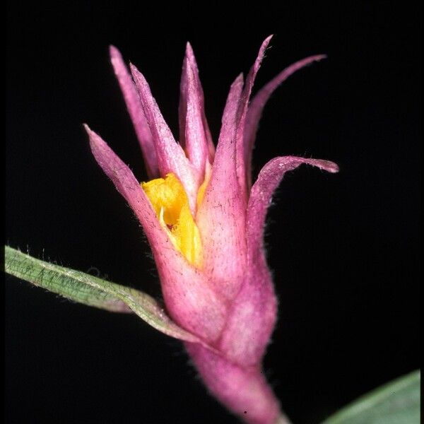 Elleanthus Caravata Plant Care & How to Grow, Water