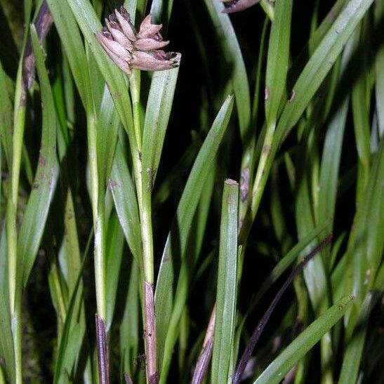 Elleanthus Graminifolius Plant Care & How to Grow, Water