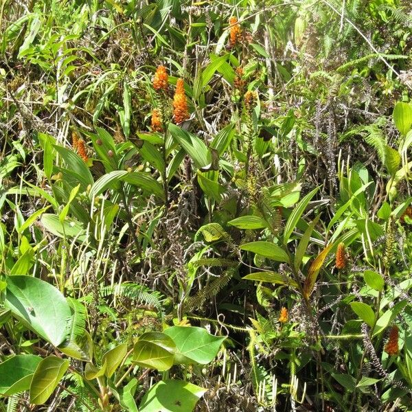 Elleanthus Hymenophorus Plant Care & How to Grow, Water