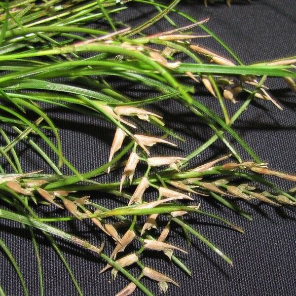 Elleanthus Poiformis Care Guide: Water, Soil & Propagation - Plantiary