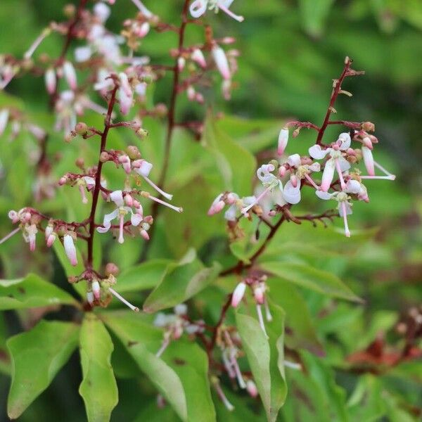 Elliottia Paniculata Plant Care & How to Grow, Water
