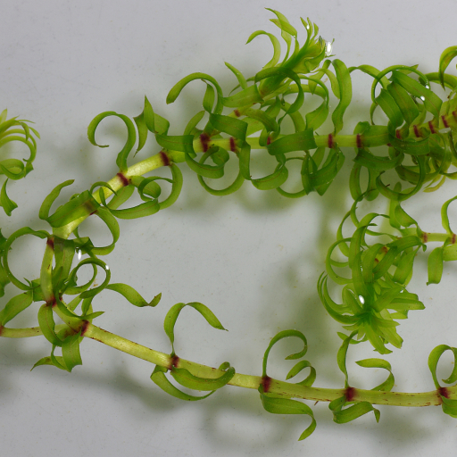Western Waterweed (Elodea Nuttallii) Plant Care & How to Grow, Water