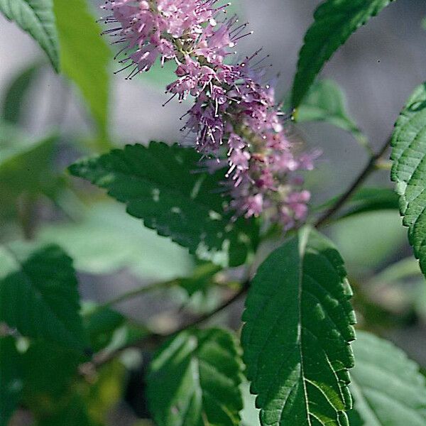American Wild Mint (Mentha Canadensis) Plant Care & How to Grow, Water