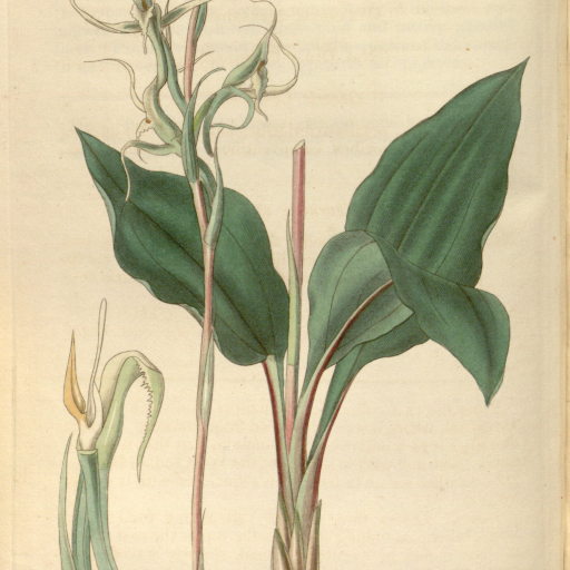 Longclaw Orchid (Eltroplectris Calcarata) Plant Care & How to Grow, Water