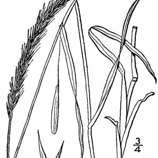 Awned Wheat Grass (Elymus Caninus) Plant Care & How to Grow, Water