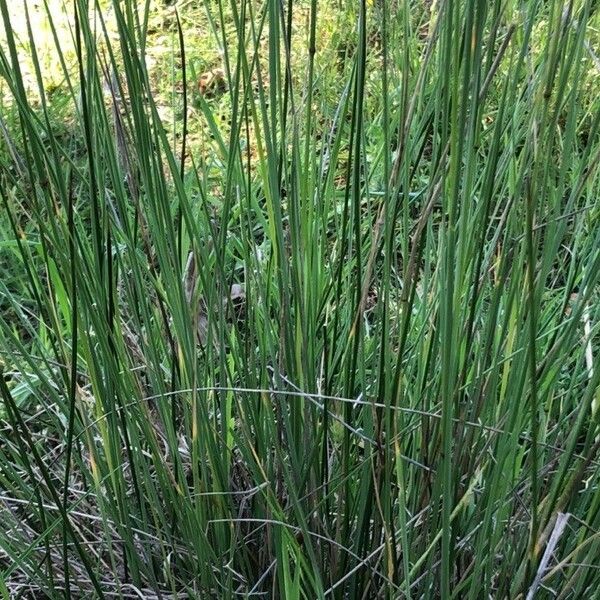 Elymus Curvifolius Plant Care & How to Grow, Water