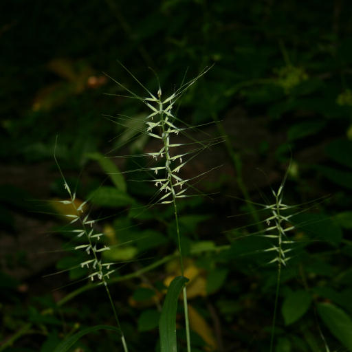 Bottlebrush Grass (Elymus Hystrix) Plant Care & How to Grow, Water